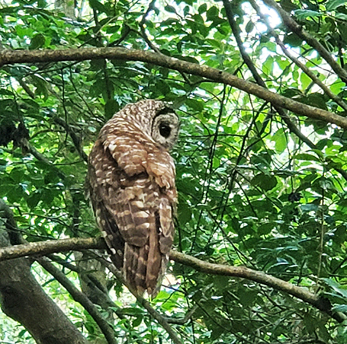 Nature's night watchman! This barred owl demonstrates why the park is a paradise for birdwatchers&mdash;no alarm clock needed for this resident.