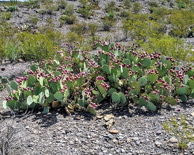 Desert fashion statement: Prickly pear sporting its spring finery. Nature's way of saying "look but don't touch" has never been so colorful.