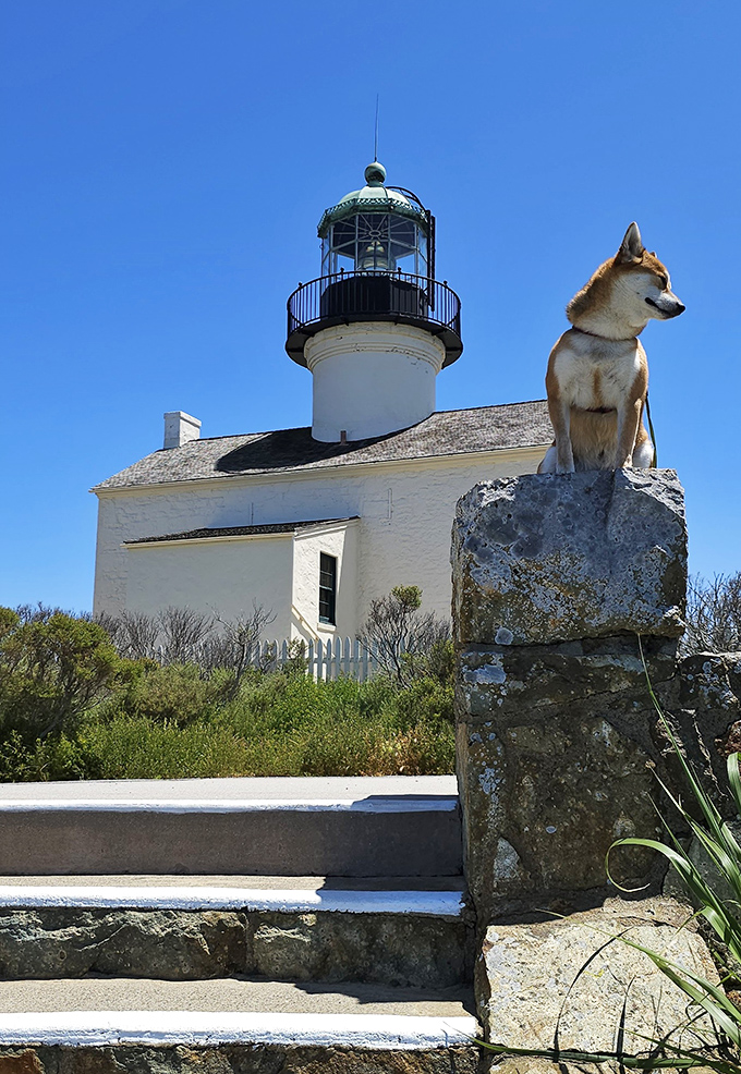 Even four-legged explorers appreciate the historic charm of Point Loma, where this furry visitor seems ready to take over lighthouse duties.