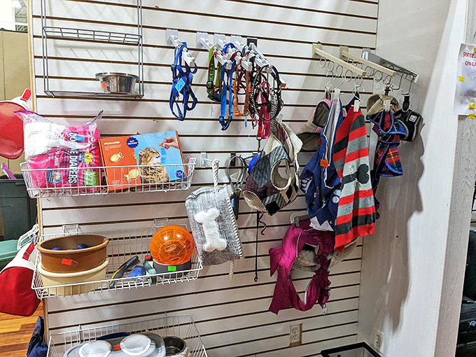 Even Fido gets the thrift store treatment with pre-loved pet supplies. Those leashes and bowls are just waiting for their next four-legged friend.