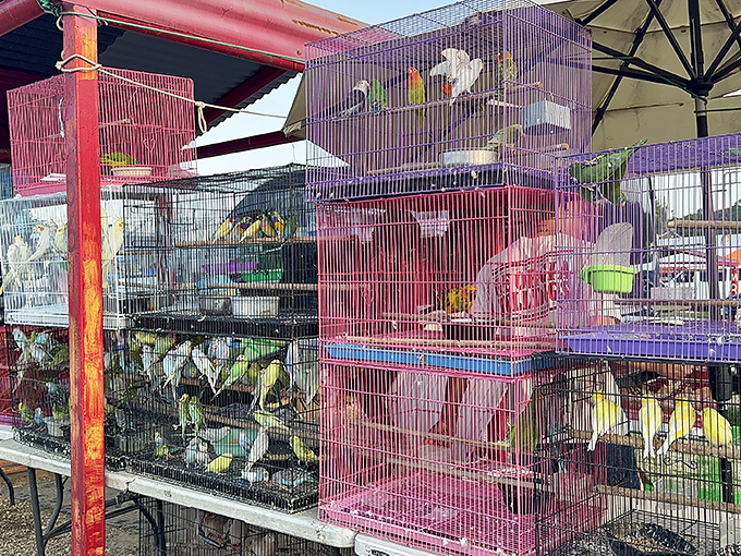Feathered friends await new homes, their colorful plumage adding to the market's vibrant palette of sights and sounds.