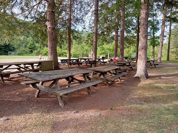 Picnic tables waiting for your potato salad. These weathered wooden veterans have hosted countless family gatherings beneath the watchful gaze of towering pines.