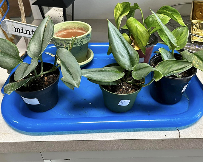 These houseplants have seen things. Now they're ready for adoption, asking only for sunlight and the occasional conversation.