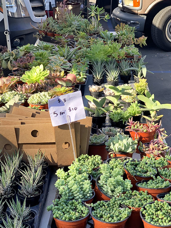 A succulent lover's dream garden&mdash;these drought-friendly beauties offer instant California landscaping cred without the guilt of a water bill.