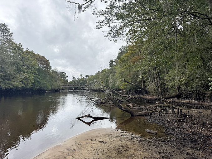 The Edisto's blackwater shoreline reveals nature's perfect balance of beauty and wilderness. No Instagram filter could improve this view.