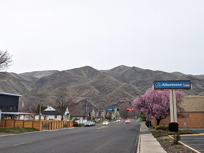 Albertsons against a backdrop of rolling hills and spring blossoms – grocery shopping with a view that big-city residents would pay premium real estate prices for.