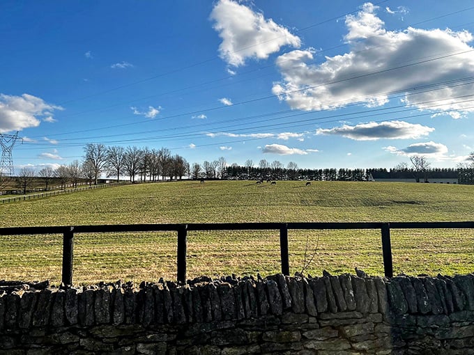 Black fences against emerald fields under blue skies—Kentucky's color palette is showing off like it's auditioning for a tourism commercial.