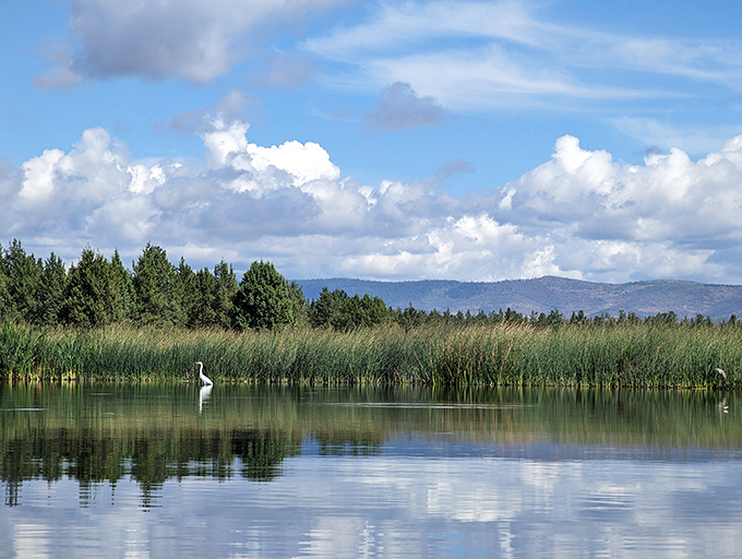 Where water meets sky &ndash; a great egret stands sentinel among the reeds, probably thinking "these humans have no idea how good I have it."