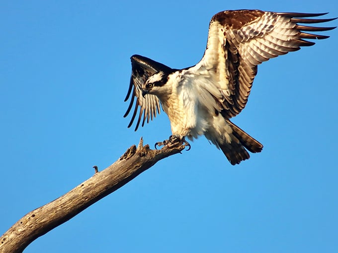 The osprey announces its presence with theatrical flair&mdash;nature's fighter jet landing on a perfect perch above Delaware's waters.