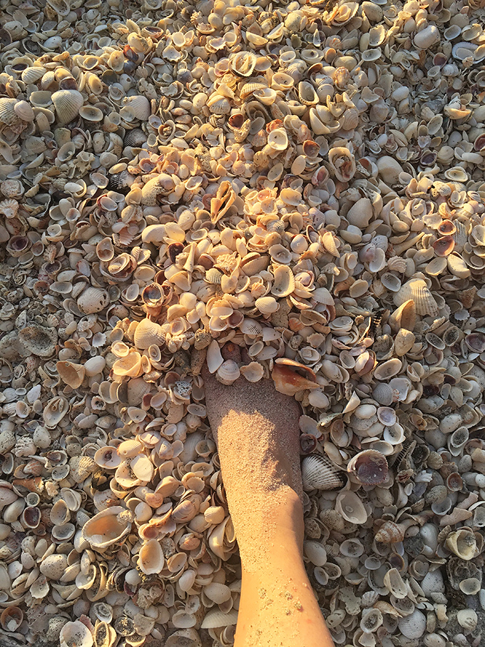 A treasure trove of shells blankets the shoreline, nature's mosaic of countless tiny homes abandoned by their former residents and collected by delighted beachcombers.