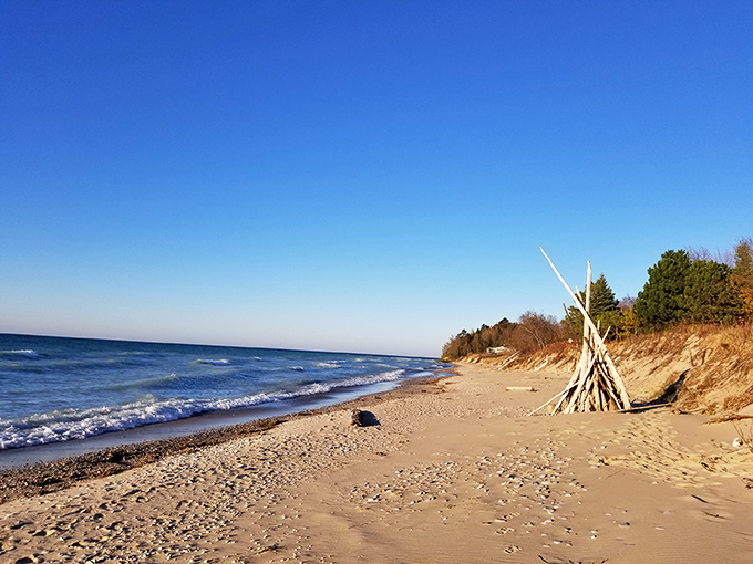 Driftwood sculptures stand like nature's installation art, proving Mother Nature attended art school somewhere along the way.