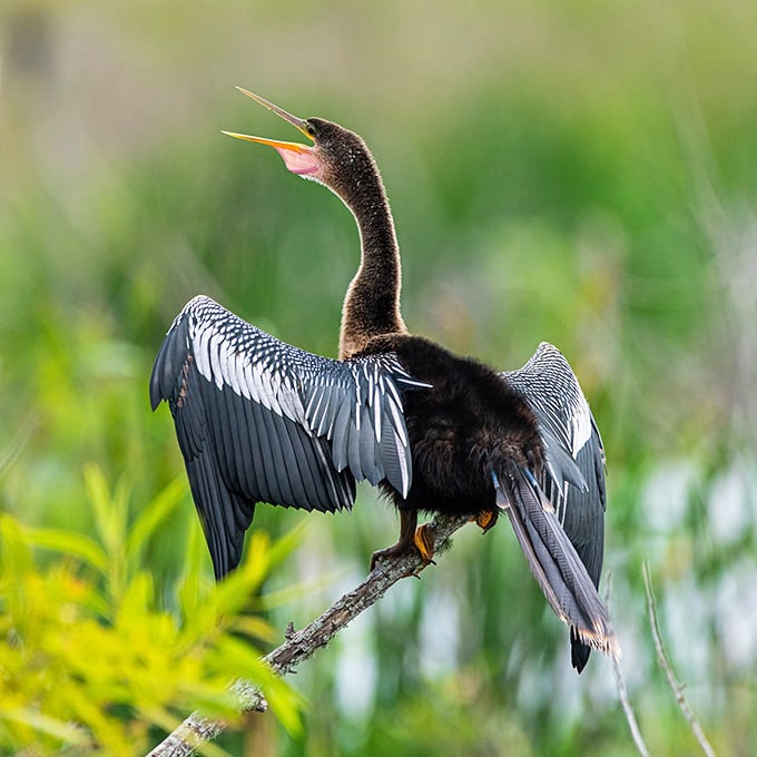 The anhinga strikes a pose worthy of a wildlife magazine cover. Nature's supermodel with wings spread like it's auditioning for Broadway.