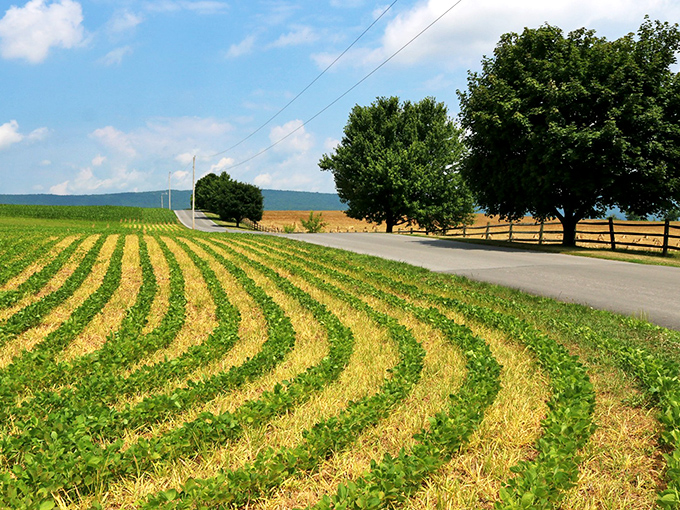 Perfectly aligned rows of soybeans stretch toward distant mountains, showcasing the meticulous care local farmers invest in their land.