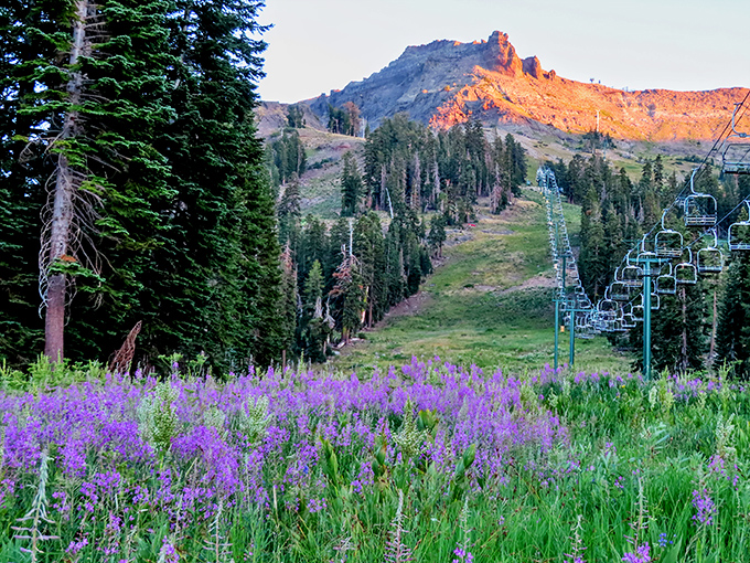 Wildflowers painting the mountainside purple at sunset, with chairlifts standing by like sleeping giants waiting for winter's return.