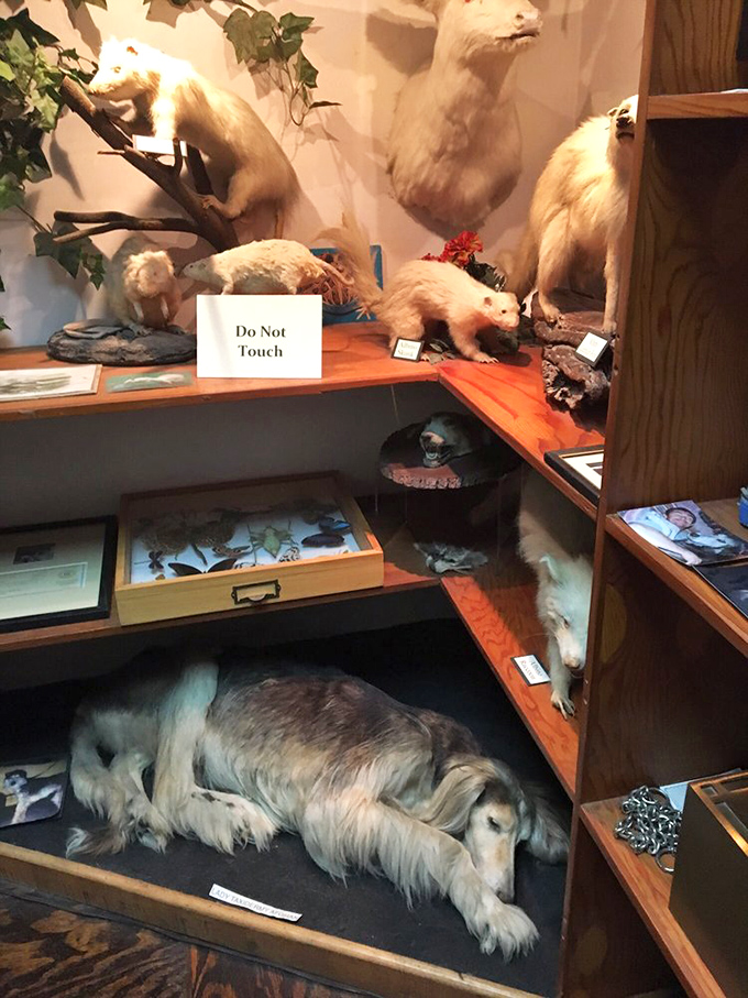 The taxidermy section features preserved animals in various poses—nature's mortality frozen in time behind "Do Not Touch" signs.