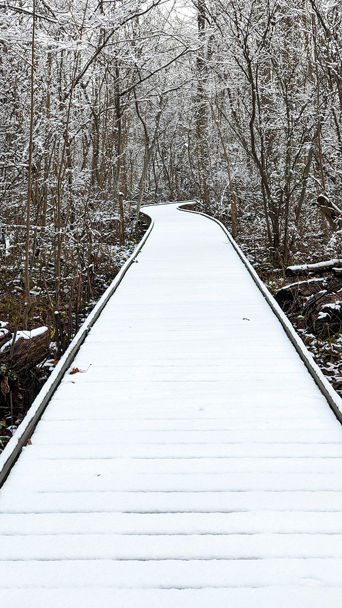 Winter's silent magic transforms the boardwalk into a snow-dusted pathway through a crystalline forest, revealing the preserve's year-round beauty.