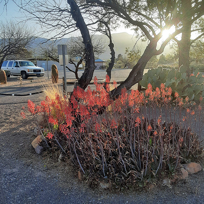 Desert blooms add unexpected pops of color near the parking area &ndash; Mother Nature's way of saying "welcome to the show!"