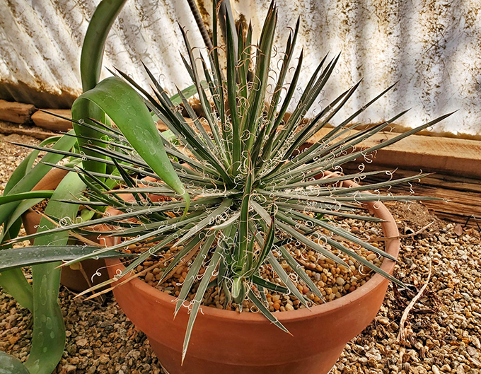 Thread agave proving that desert plants can be elegant too, sprouting delicate tendrils like it's auditioning for a hair commercial.
