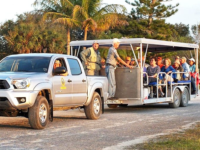 Guided swamp buggy tours offer a comfortable front-row seat to nature's theater, no waders or mosquito repellent required.