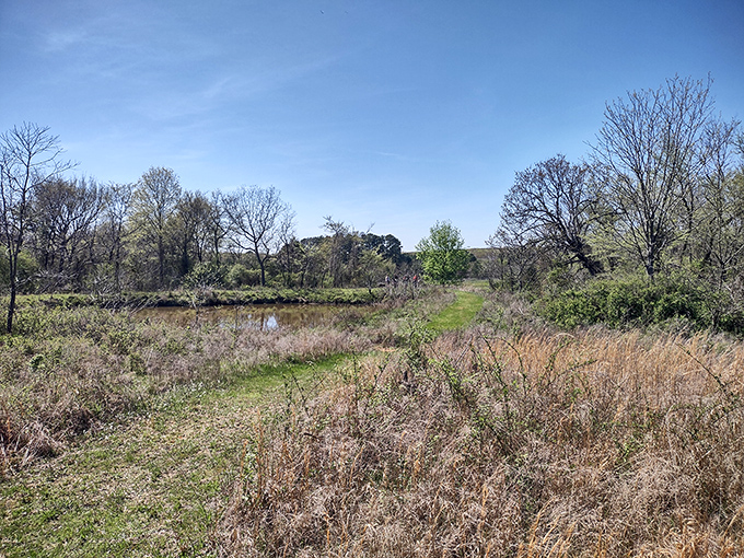 Springtime wetlands burst with possibility, where every puddle becomes a reflecting pool and nature shows off its artistic side.