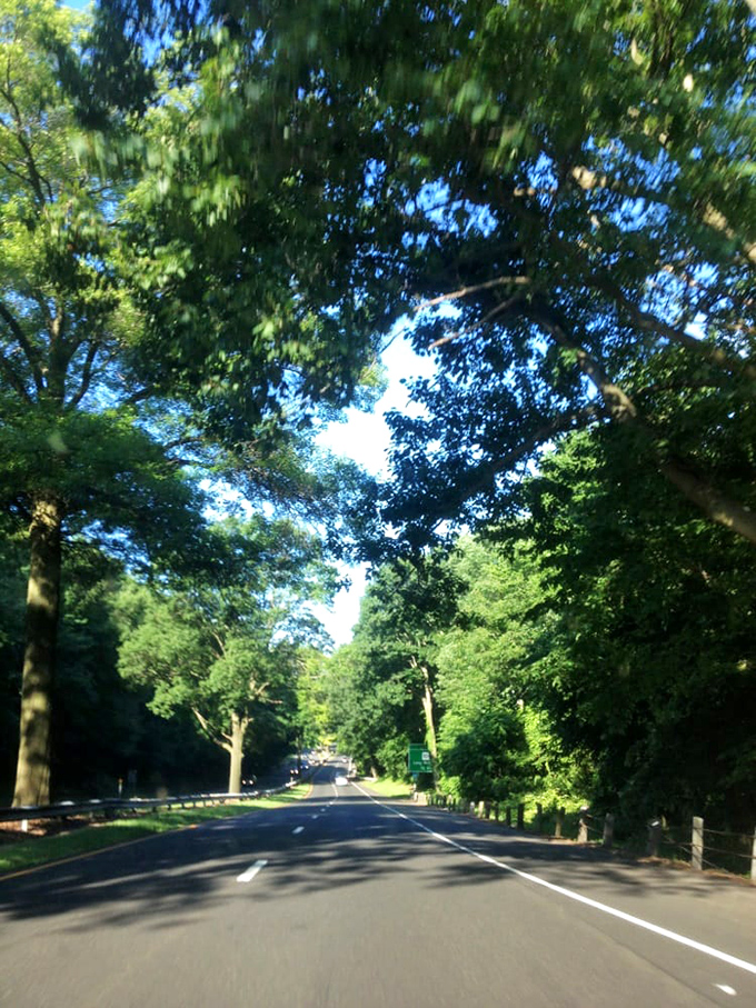 The parkway's gentle curves lead travelers through Connecticut's woodland cathedral, where sunlight plays between the branches.