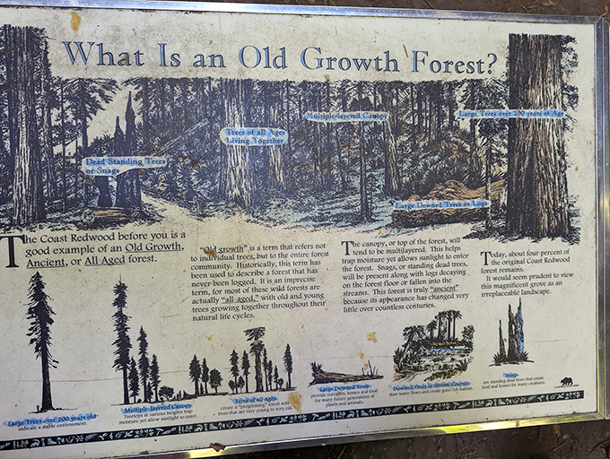 The forest's user manual explains what makes old-growth special. Turns out, these trees were social networking long before we invented the internet.