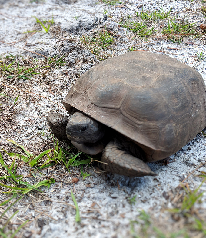 Meet the neighborhood landlord! This gopher tortoise carries its home wherever it goes, solving Florida's real estate crisis one burrow at a time.