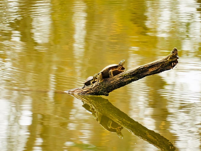 These sunbathing turtles have mastered the art of relaxation better than any stressed-out human with a meditation app and expensive yoga mat.