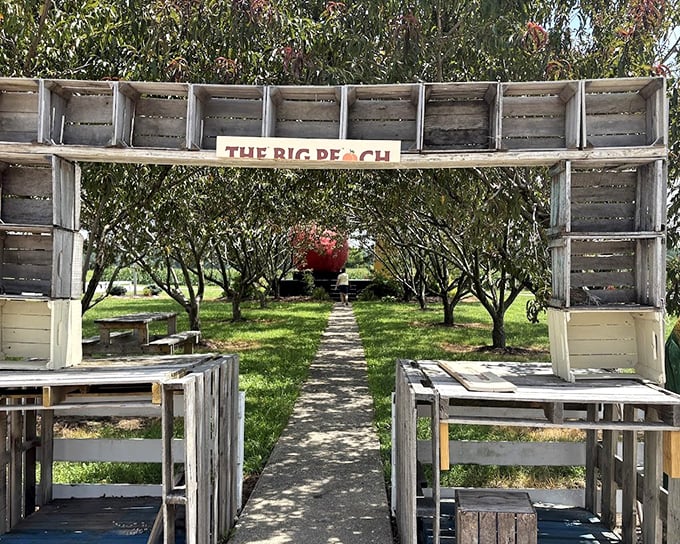 The pathway to peachy paradise is lined with wooden crates&mdash;a rustic welcome mat for fruit enthusiasts and photo-seekers alike.