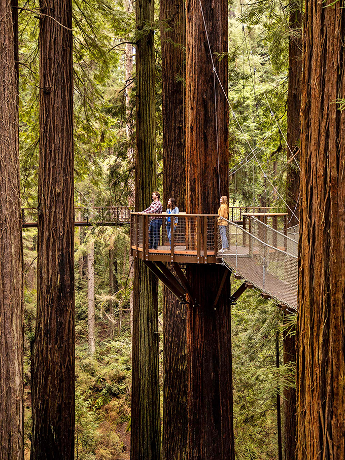 This elevated walkway offers front-row seats to nature's greatest show. Broadway has nothing on this production of "Life Among Giants."