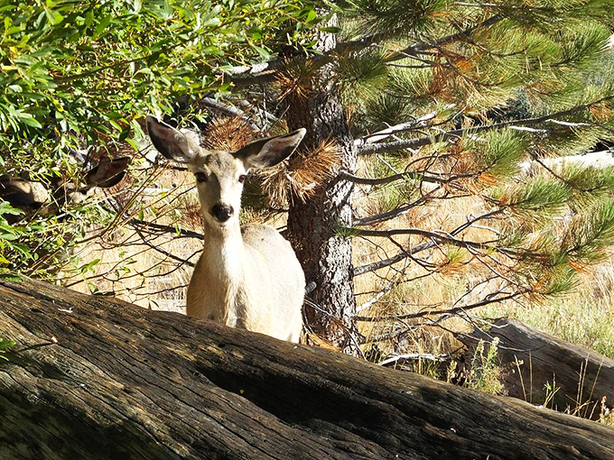 This deer didn't pay the entrance fee but got the premium view anyway. Wildlife has all the best real estate connections.