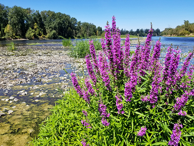 Purple wildflowers staging a magnificent riverside rebellion against the subtle color palette of stones and water&mdash;nature's perfect color coordination at work.