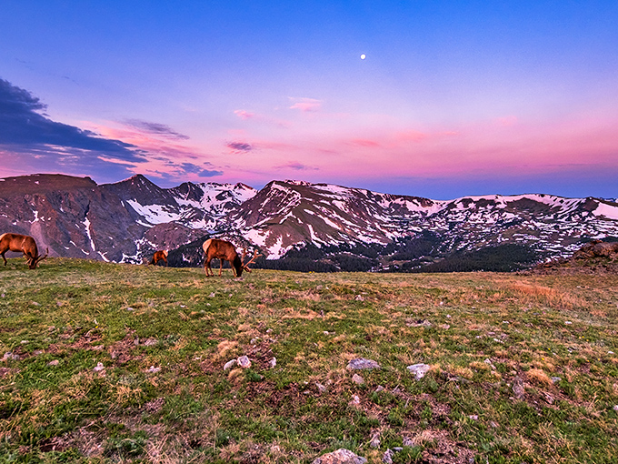 Twilight transforms the alpine meadow into nature's dinner theater, with elk as the unbothered stars of the show.