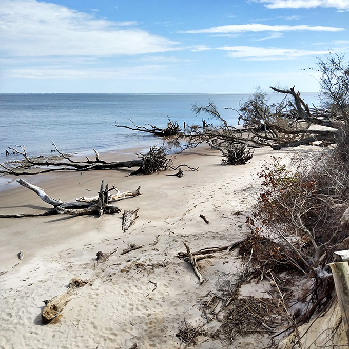 Boneyard Beach's fallen sentinels &ndash; nature's sculpture garden where trees become art in their afterlife.