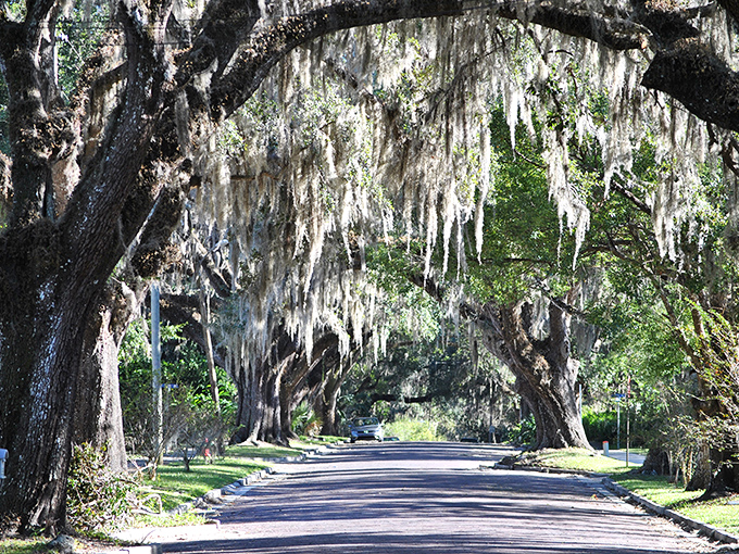 Brooksville's downtown sparkles like a jewel box, proving small towns know how to shine bright.