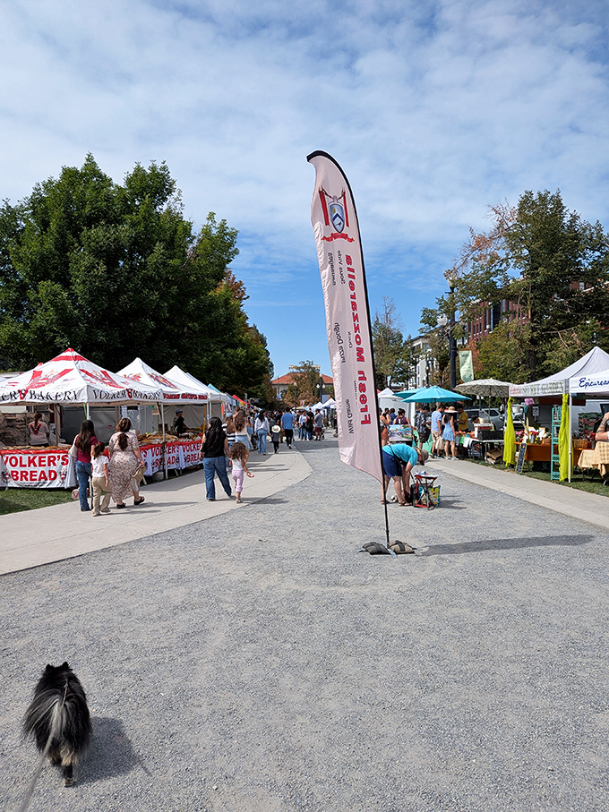 The Downtown Farmers' Market spreads out like a treasure map waiting to be explored. Every tent holds potential discoveries!