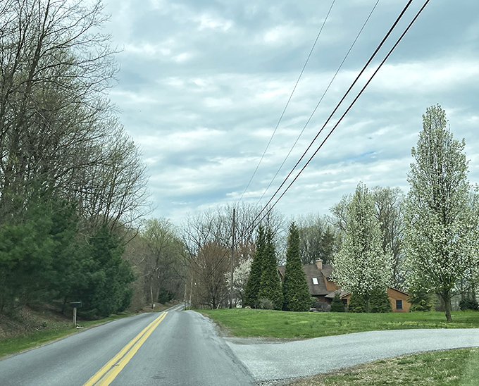 Towering trees form nature&rsquo;s own geometric art, proving farmers are artists in their own right.