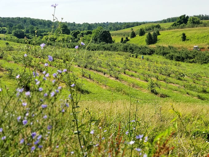 Gazebos surrounded by sunflowers and apple trees create the kind of peaceful spot that lowers your blood pressure instantly.