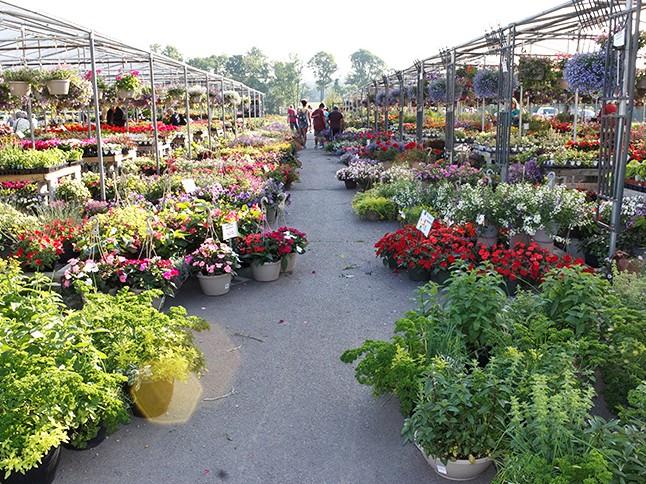 A sea of flowers transforms Rice's Market in springtime. Blooms at big-box store prices&mdash;without that soulless fluorescent lighting experience.