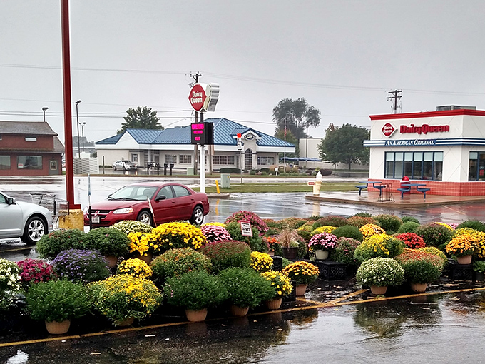 Colorful mums brighten Sparta's streets, proving that small towns know how to celebrate seasons without breaking budgets.