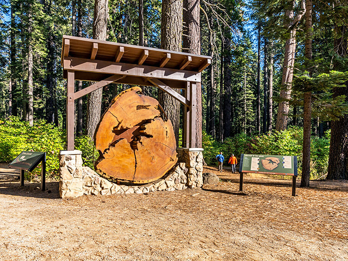 Arnold welcomes visitors with a slice of giant sequoia history. These trees have been social distancing for thousands of years!