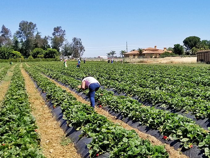Berries with a view. The coastal fog creates the perfect dramatic backdrop for these sun-kissed rows.