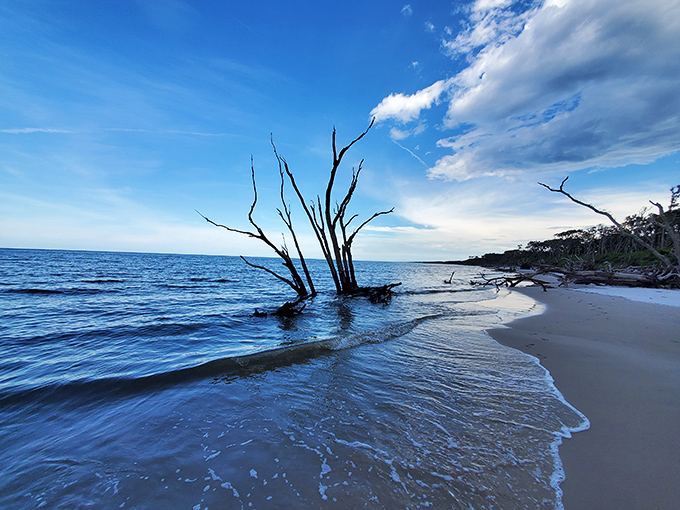 Driftwood giants rest on Boneyard Beach &ndash; like prehistoric creatures taking a sun nap after millions of years.