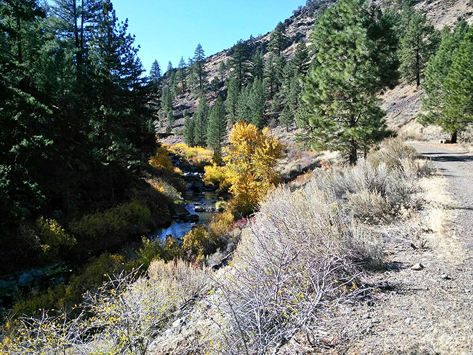 Nature's autumn palette costs nothing to enjoy! Johnstonville's golden trees create symphonies for budget-conscious retirees.