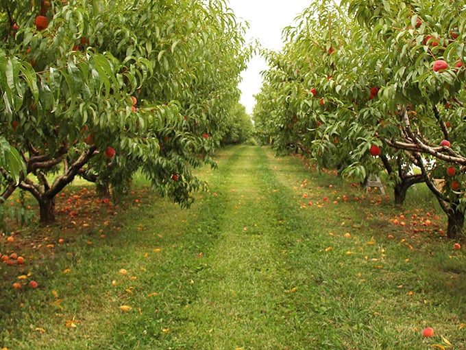 Jams and preserves line the market stand like a painter's palette. Each jar contains a spoonful of Pennsylvania sunshine.