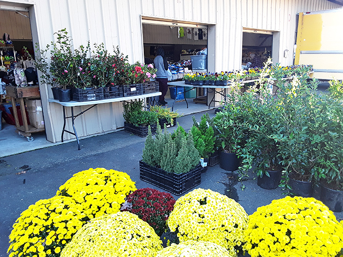 Spring has sprung at Miller's outdoor plant section, where your garden dreams and $30 can blossom into something beautiful.