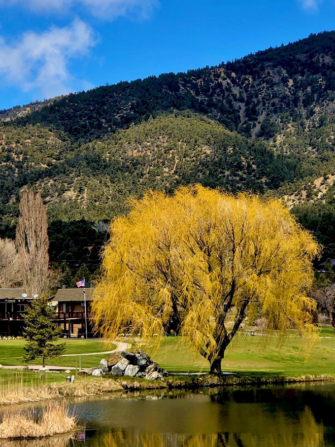 Golden autumn colors paint the mountainside, creating nature's own retirement community welcome mat.