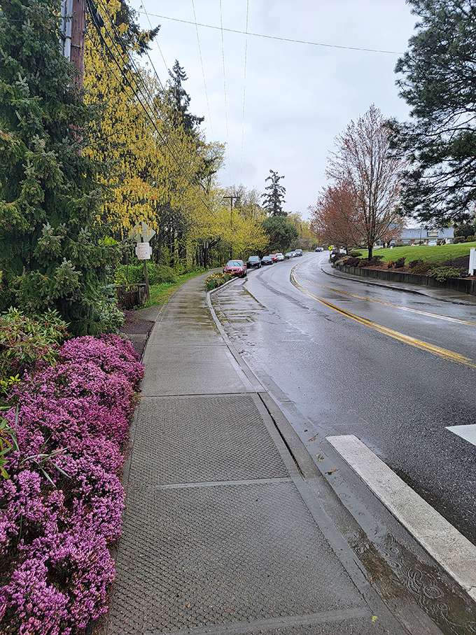 Purple azaleas frame quiet neighborhood streets where every corner whispers stories of Norwegian heritage and Pacific beauty.