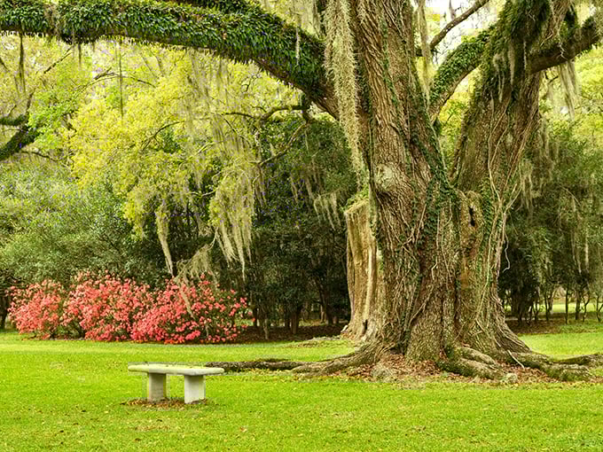 Ancient oaks stand sentinel over emerald lawns, their moss-draped limbs like wise old sages whispering secrets of centuries past.