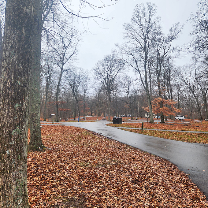 Fall's rusty confetti blankets the park roads, creating a crunchy carpet that announces autumn's arrival with every step.